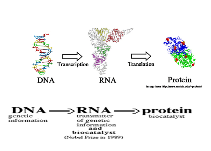 Sự Khác Nhau Giữa DNA và RNA Về Cấu Tạo Như Thế Nào? - Bát Chánh Đạo
